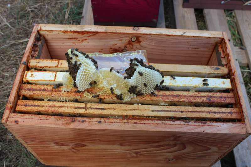 dimensions ruchette - Ruches et Apiculture